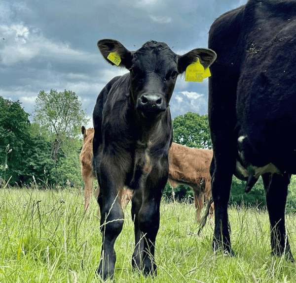 Visit Us – Harvel House Farm